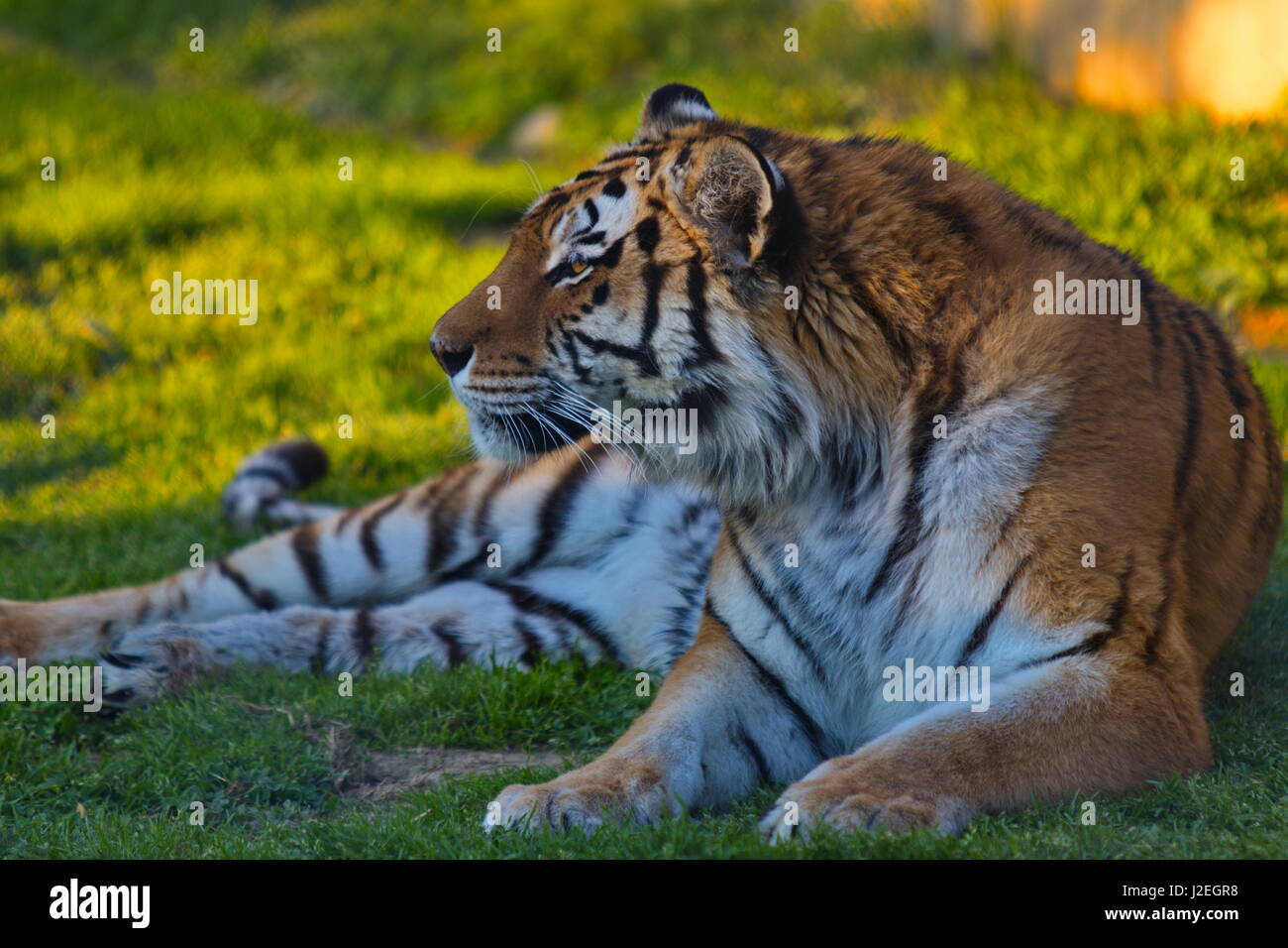 Tiger enjoying the last sun beams for the day Stock Photo - Alamy