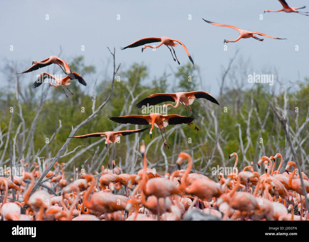 Flamingos national park conservation hi-res stock photography and ...