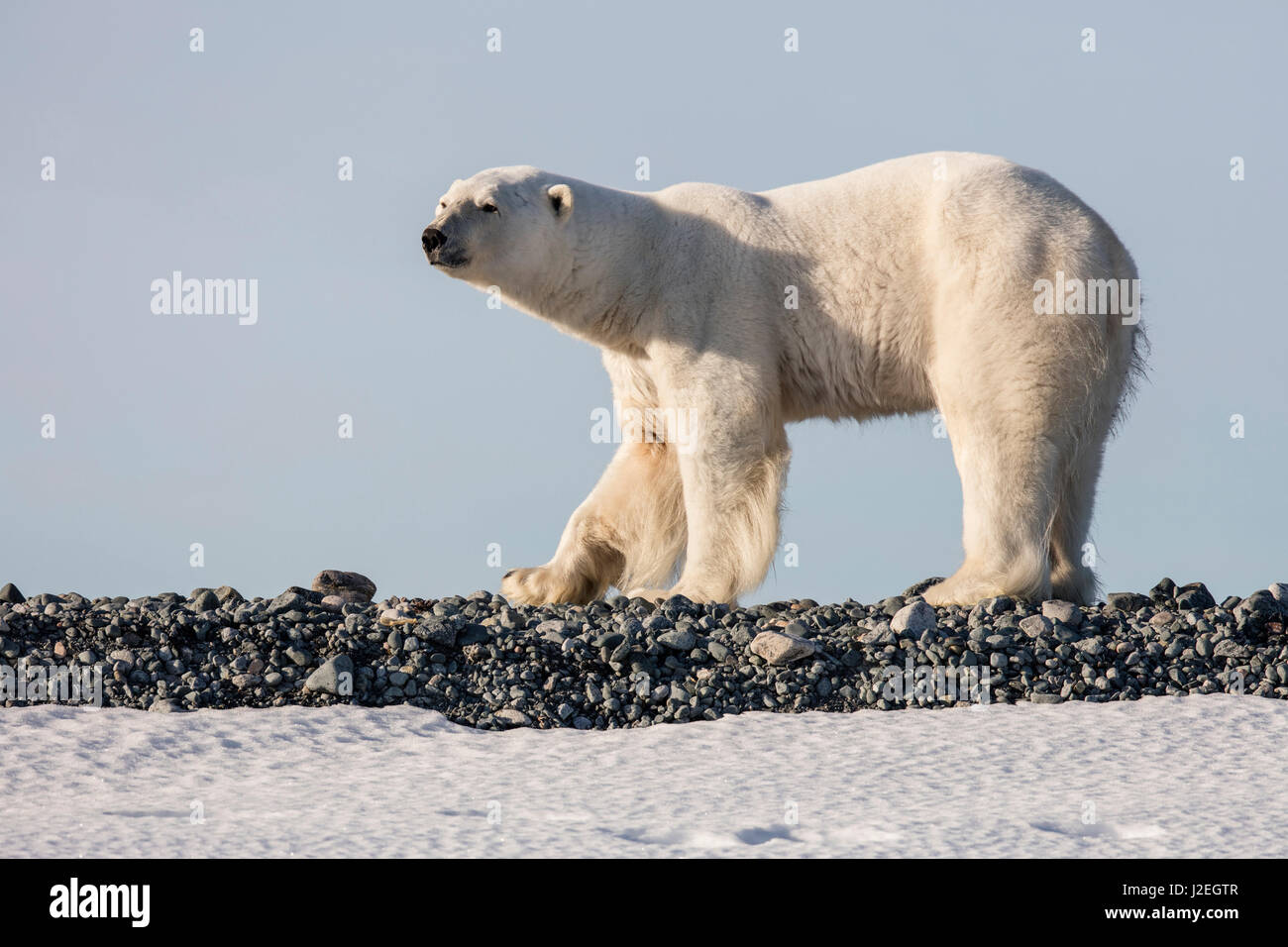 Norway, Svalbard, Storoya. Very lean polar bear walks along ridgeline ...
