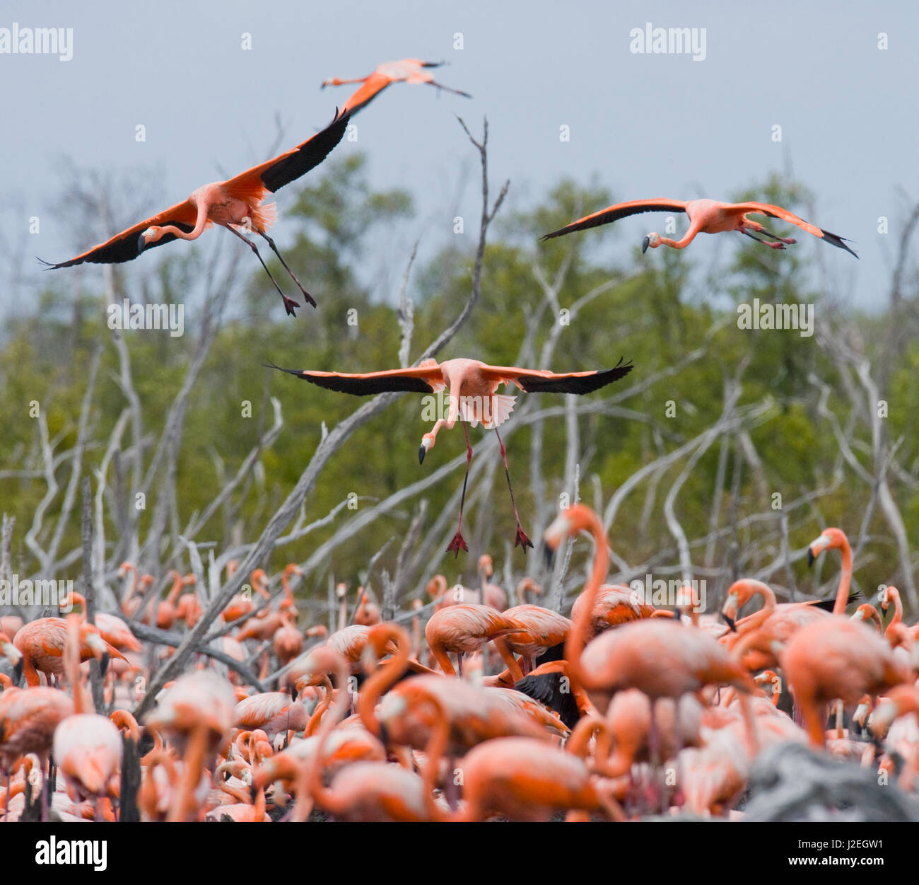 Caribbean flamingos flying over water. Cuba. Reserve Rio Maximа Stock ...