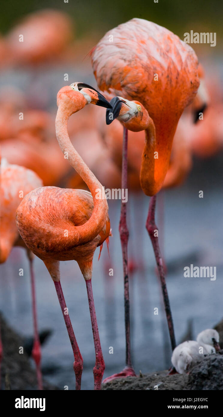 Game two adults of the Caribbean flamingo. Cuba. Reserve Rio Maximа ...