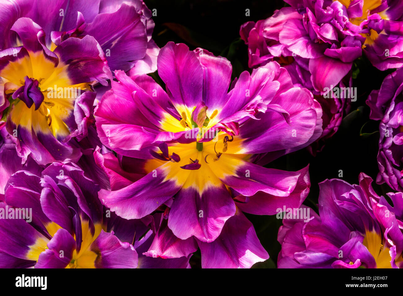 Purple Yellow Fancy Kaufmanniana Lily Tulips Keukenhoff Lisse Holland ...