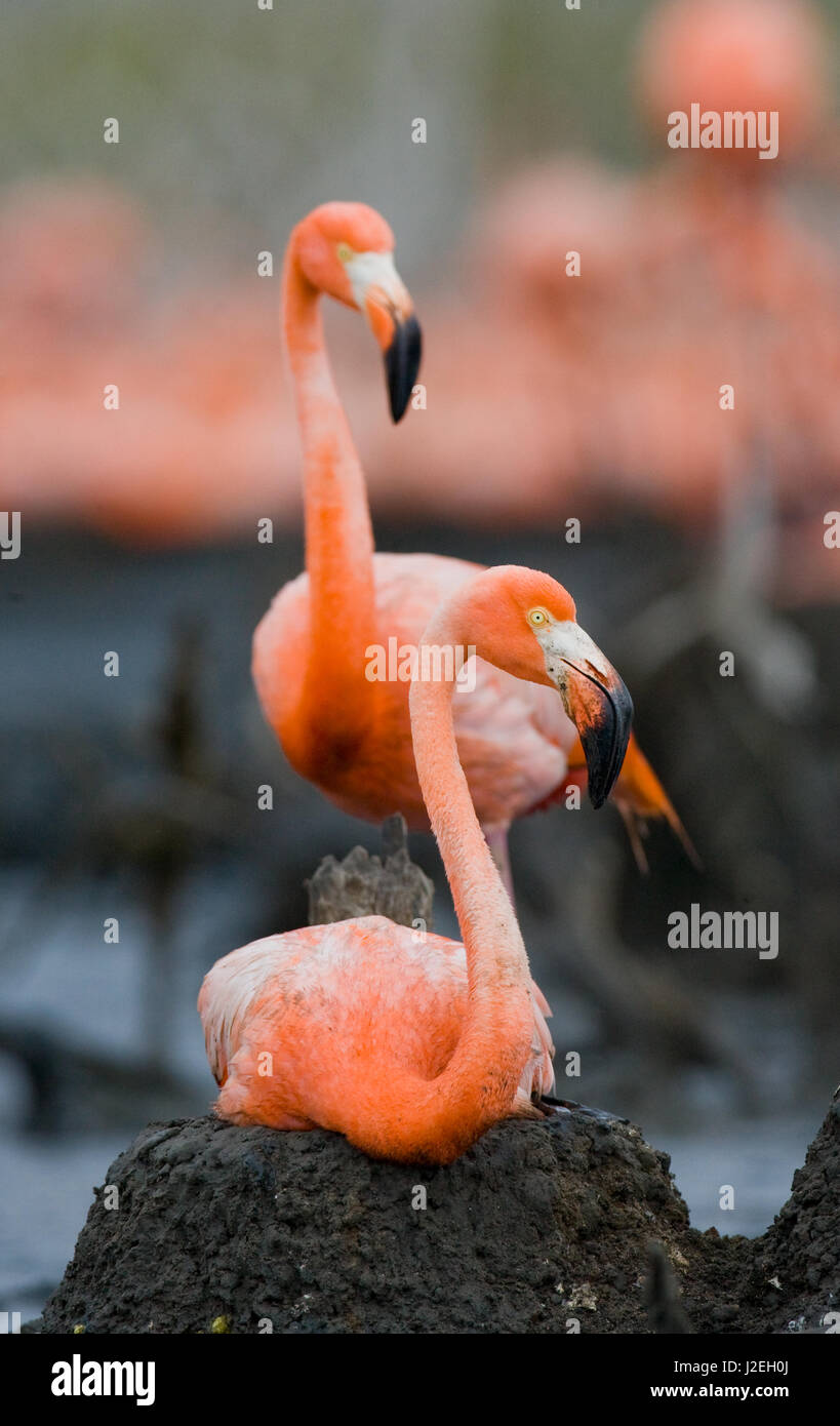 Caribbean flamingo on a nest with chicks. Cuba Stock Photo - Alamy