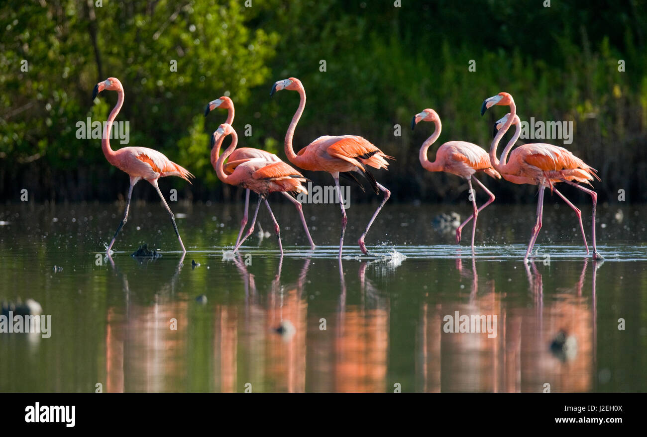 The colony of the Caribbean flamingo. Cuba. Reserve Rio Maxima Stock ...