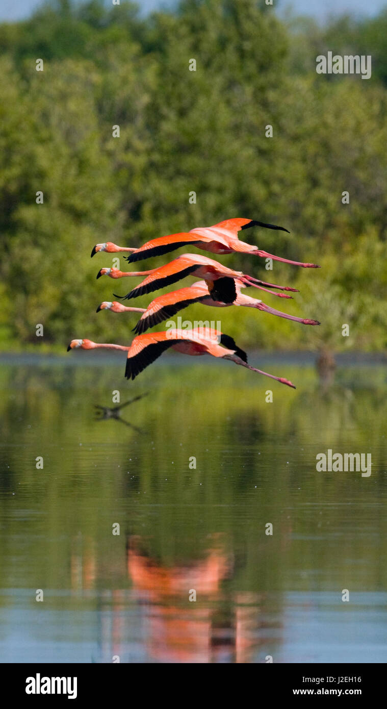Cuba water safari hi-res stock photography and images - Alamy