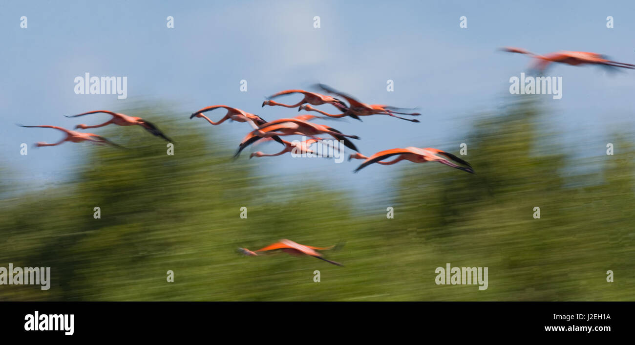 Caribbean flamingos flying over water. Cuba. Reserve Rio Maximа Stock ...
