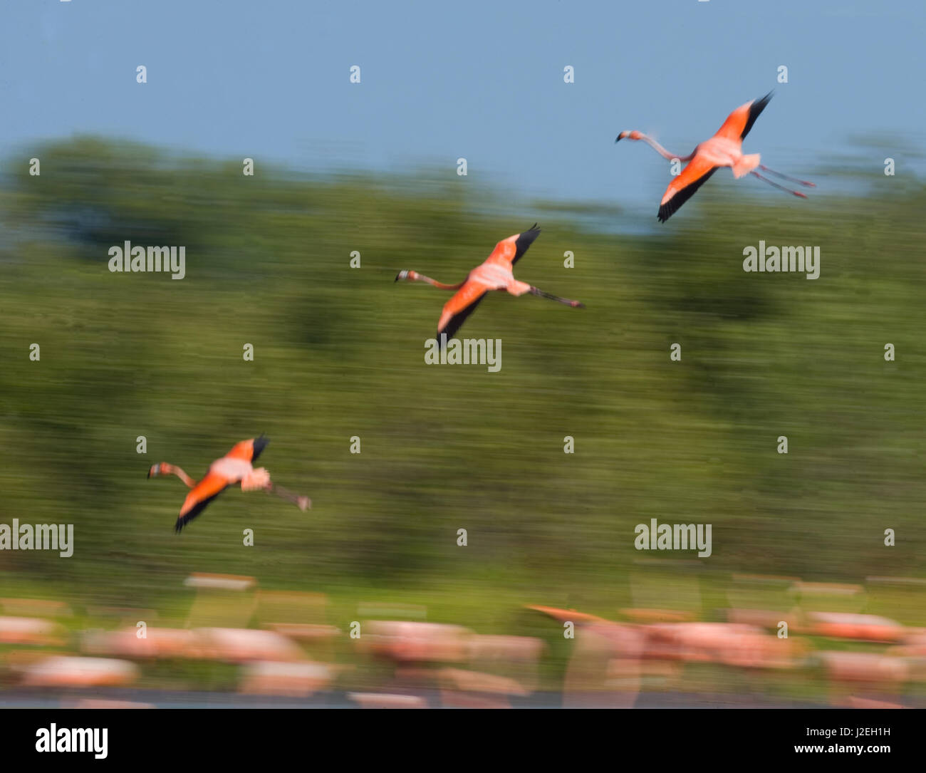 Caribbean flamingos flying over water. Cuba. Reserve Rio Maximа Stock ...