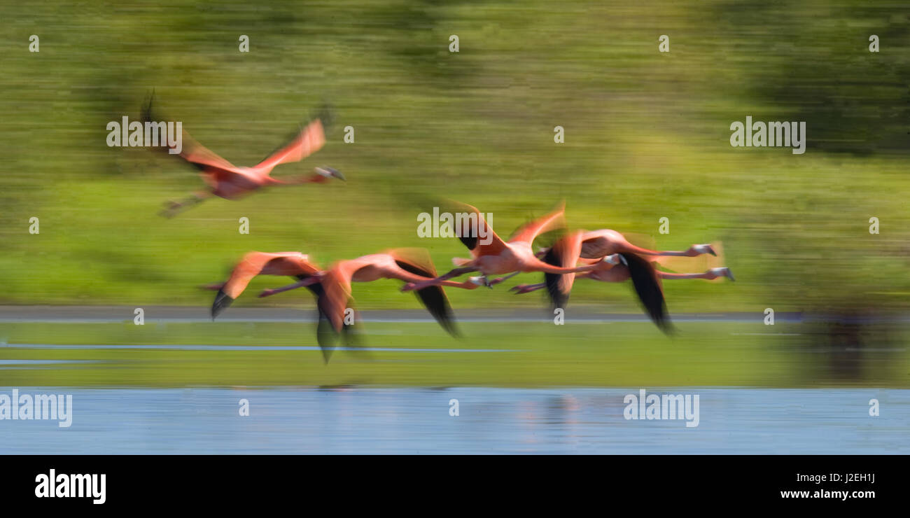 Cuba water safari hi-res stock photography and images - Alamy