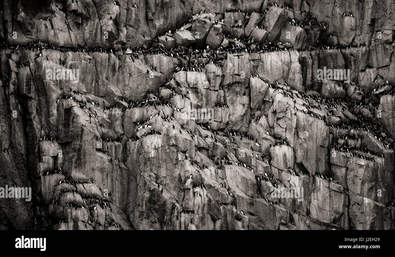 Svalbard archipelago bird colony cliff hi-res stock photography and ...