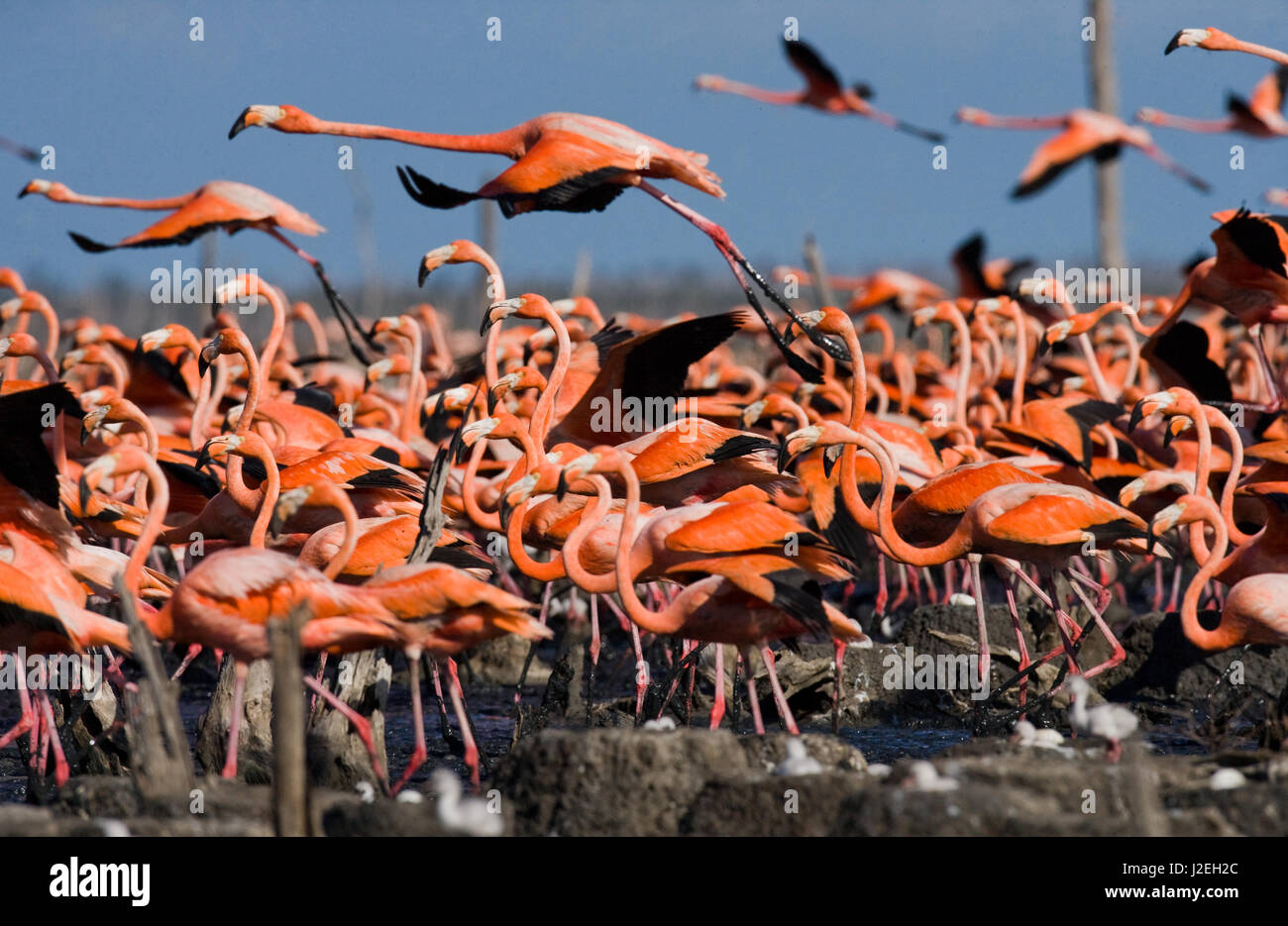 Caribbean flamingos flying over water. Cuba. Reserve Rio Maximа Stock ...