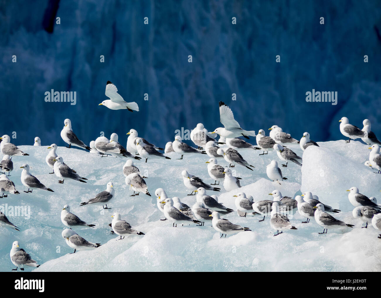 Birds gallery hi-res stock photography and images - Alamy