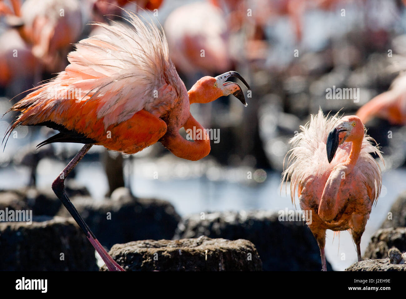 Game two adults of the Caribbean flamingo. Cuba. Reserve Rio Maximа ...