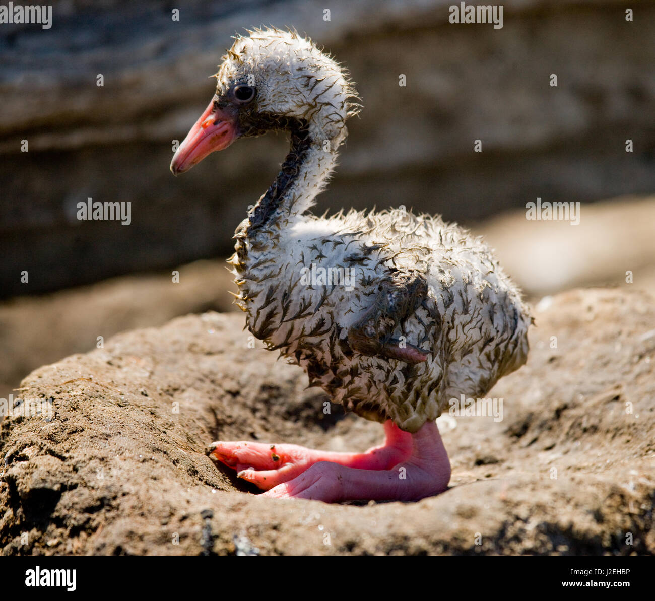 Little chick Caribbean flamingo. CUBA Stock Photo - Alamy