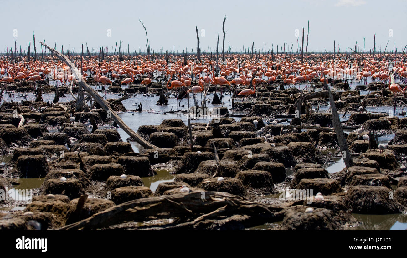 The largest colony of the Caribbean flamingo. Reserve Rio Maximа. Cuba ...