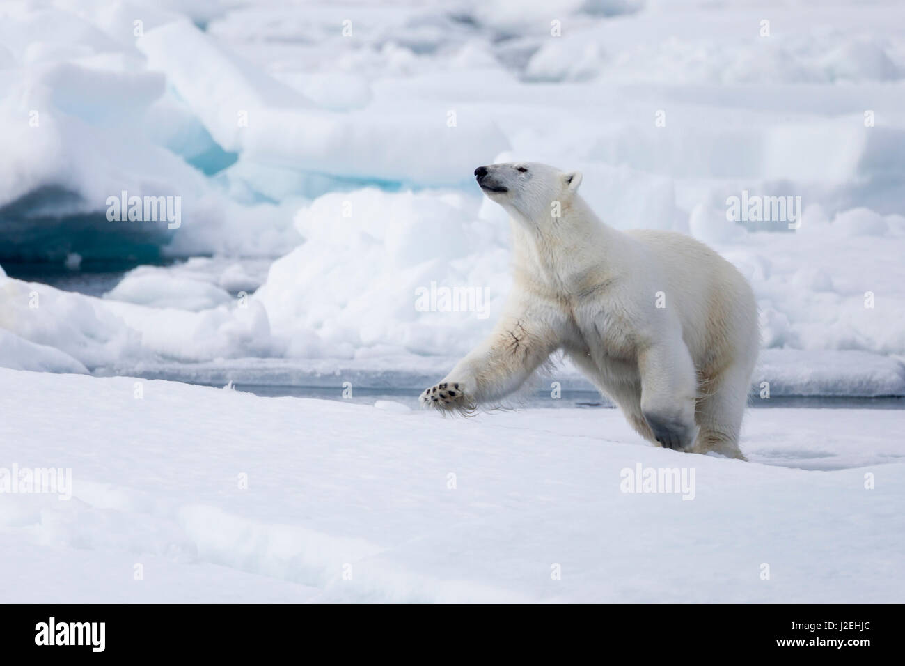 Norway, Svalbard, polar bear (Ursus maritimus) sniffing out old carcass ...