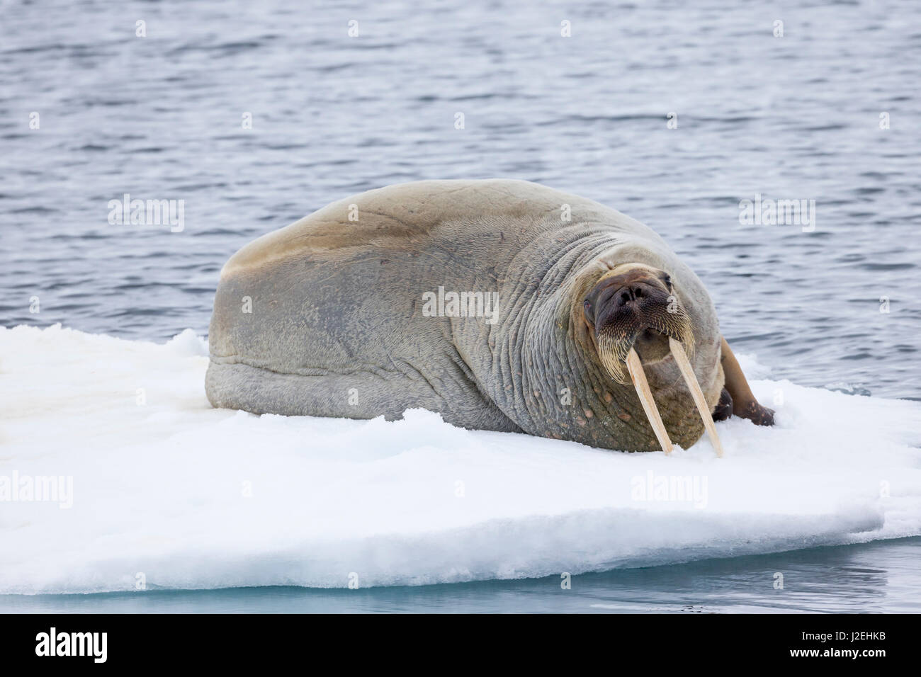 Arctic, Norway, Svalbard, Spitsbergen, pack ice, walrus (Odobenus rosmarus) Walrus on ice floes ...