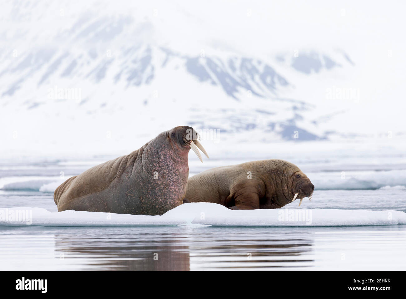 Arctic, Norway, Svalbard, Spitsbergen, pack ice, walrus (Odobenus ...