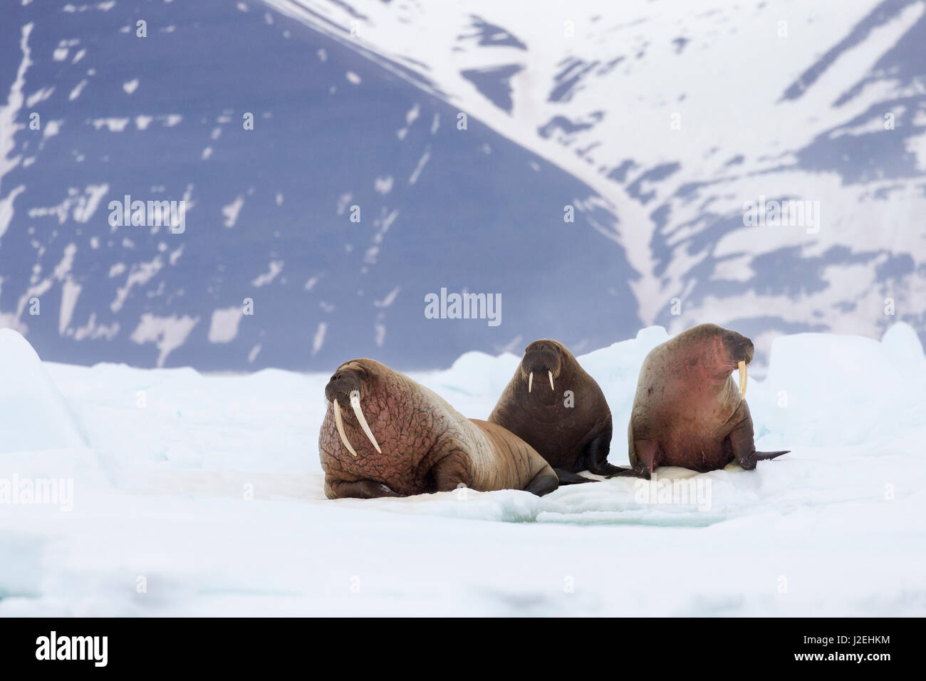 Arctic, Norway, Svalbard, Spitsbergen, pack ice, walrus (Odobenus rosmarus) Walrus on ice floes ...