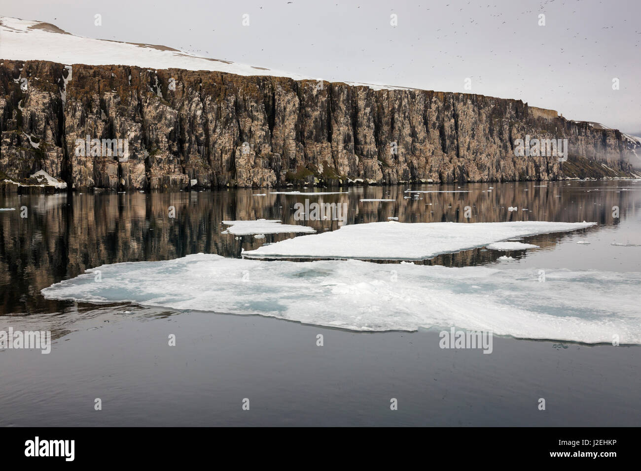 Arctic, Norway, Svalbard, Spitsbergen, Alkefjellet bird cliffs, The ...