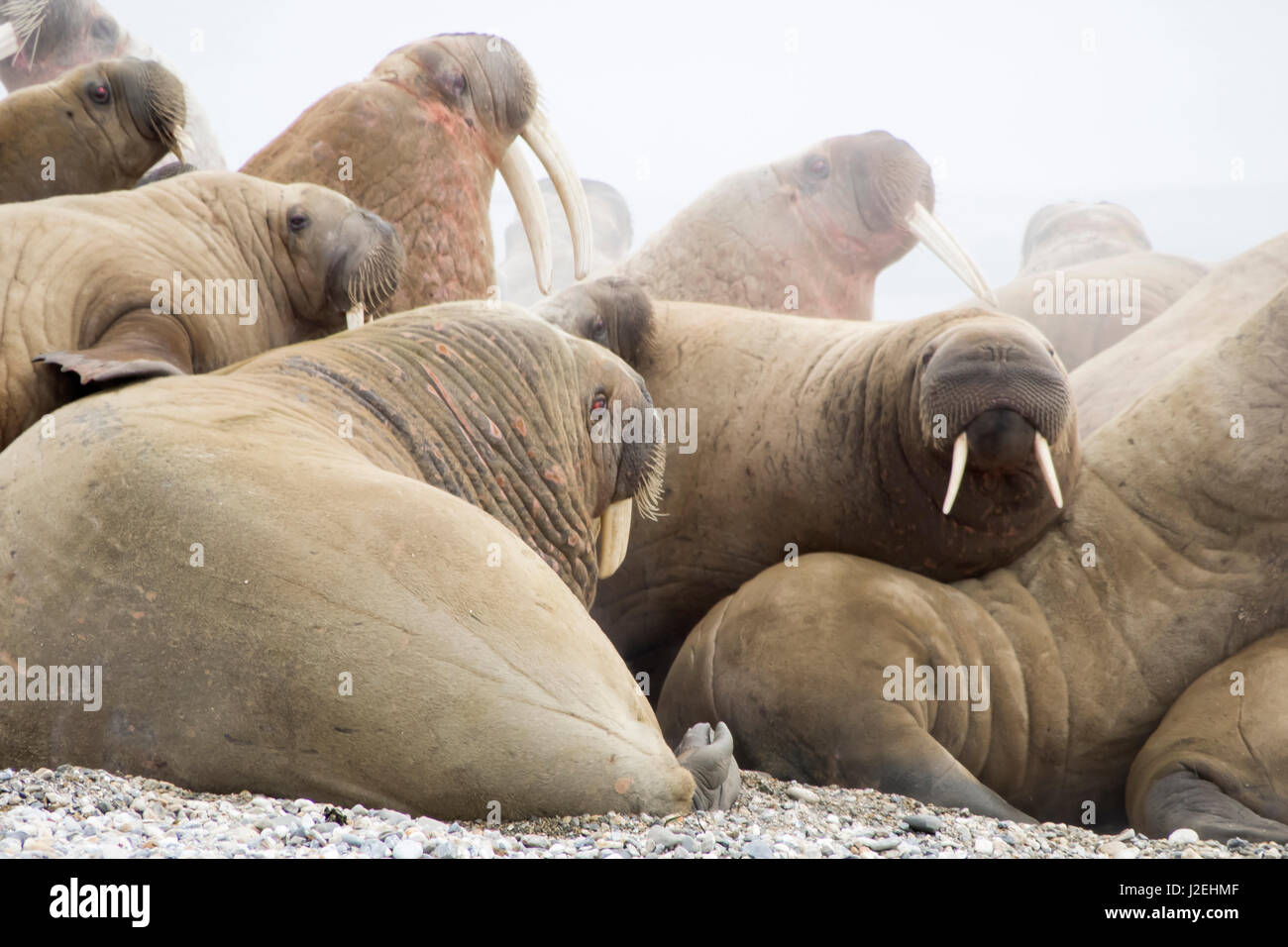 Arctic, Norway, Svalbard, Spitsbergen, walrus (Odobenus rosmarus). Walrus at haul out site on ...