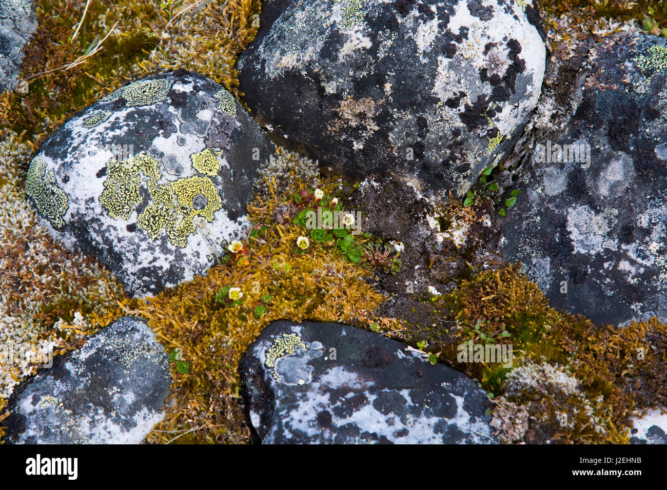 Norway. Svalbard. Bellsund. Camp Millar Stock Photo - Alamy
