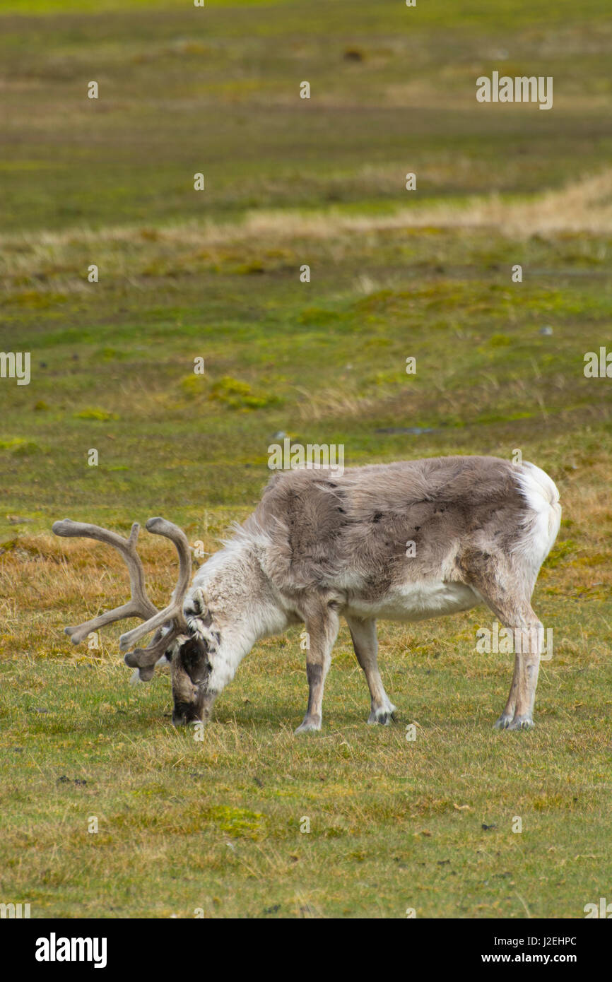 Norway. Svalbard. Bellsund. Camp Millar. Svalbard reindeer (Rangifer ...