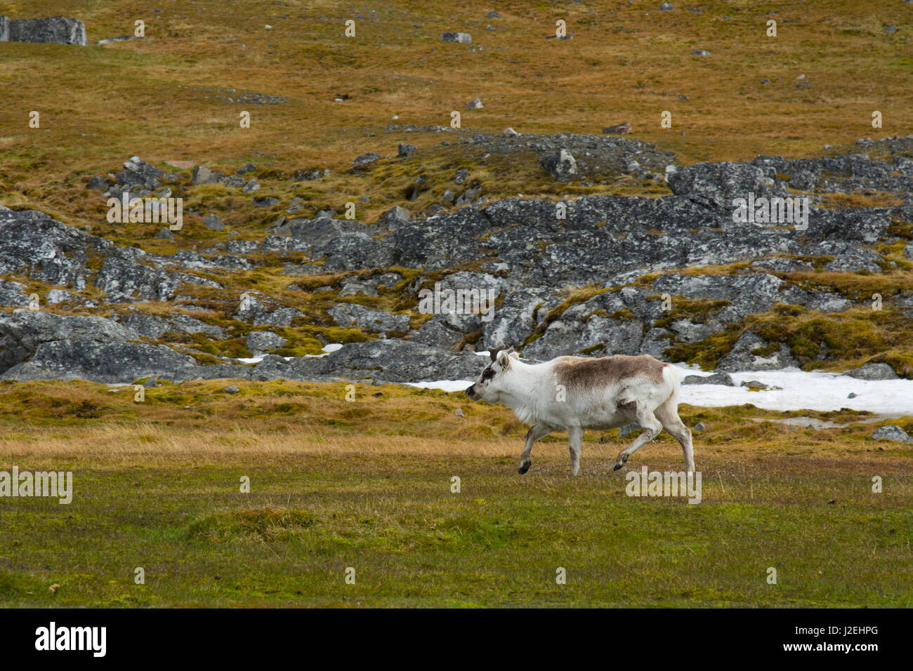 Norway. Svalbard. Bellsund. Camp Millar. Svalbard reindeer (Rangifer ...