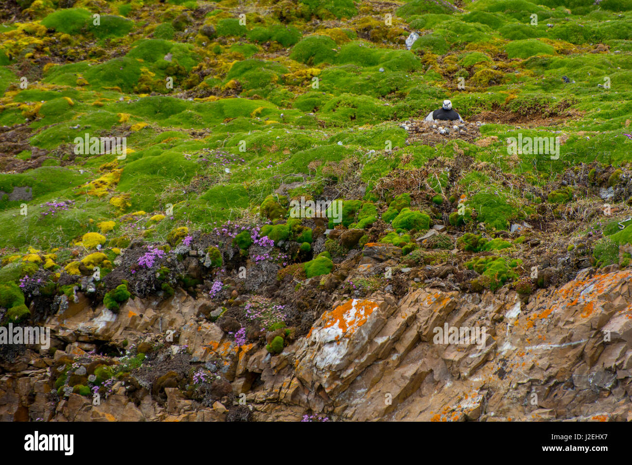 Norway. Svalbard. Krossfjord. Barnacle goose nesting in the soft moss ...