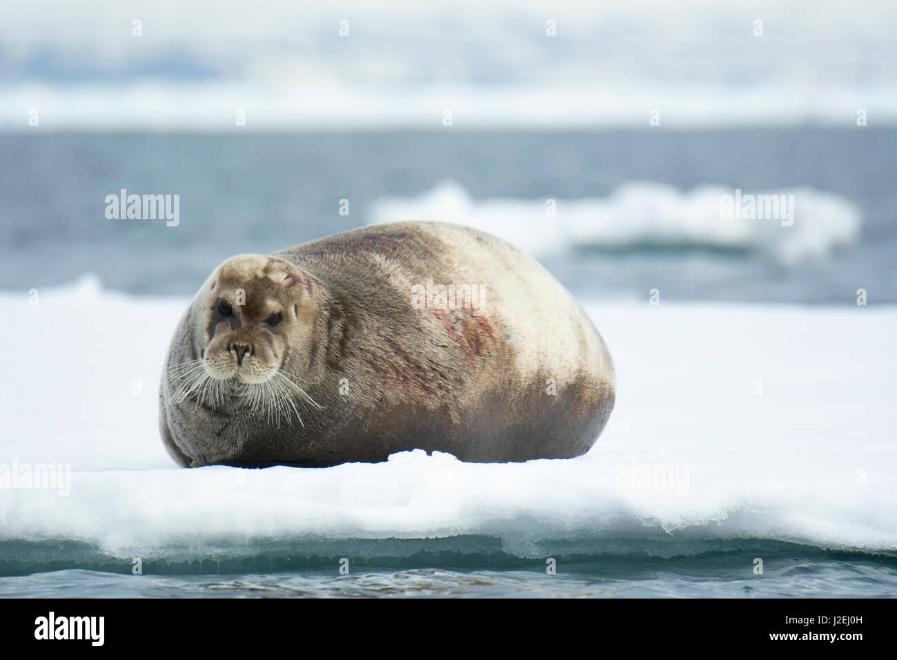Norway. Svalbard. Spitsbergen. Alkefjellet. Bearded seal (Erignathus ...