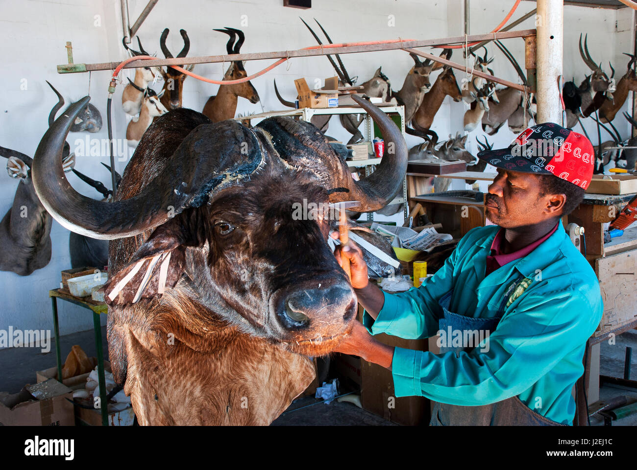 Taxidermy work on a buffalo at Trophaendienste Taxidermy, Namibia Stock ...