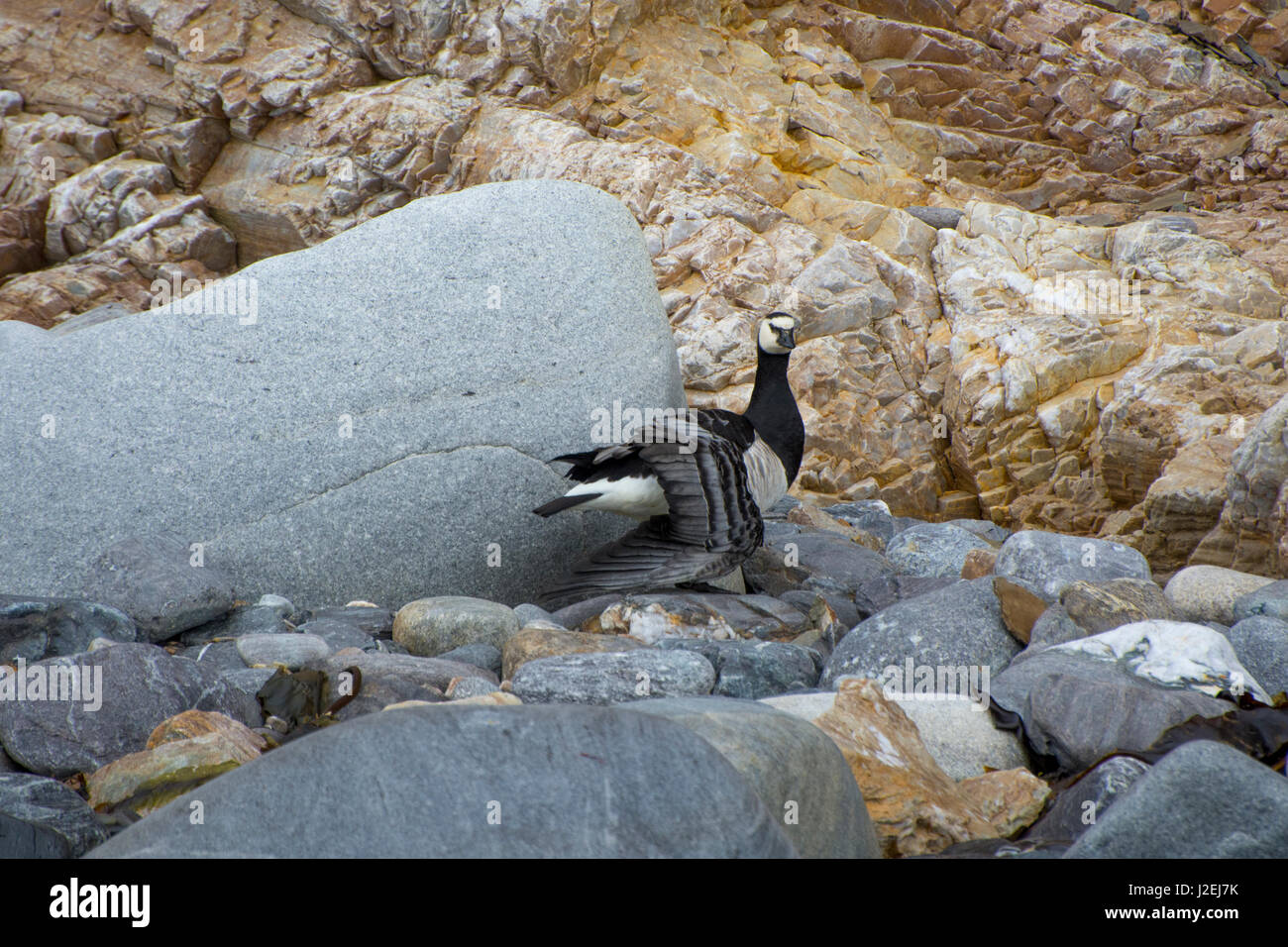 Norway. Svalbard. Krossfjord. Barnacle goose pretends to have a broken ...