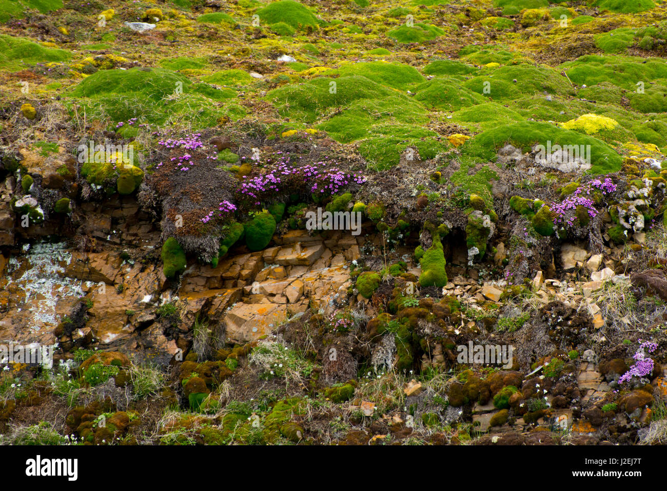 Norway. Svalbard. Krossfjord. Barnacle goose nesting in the soft moss ...