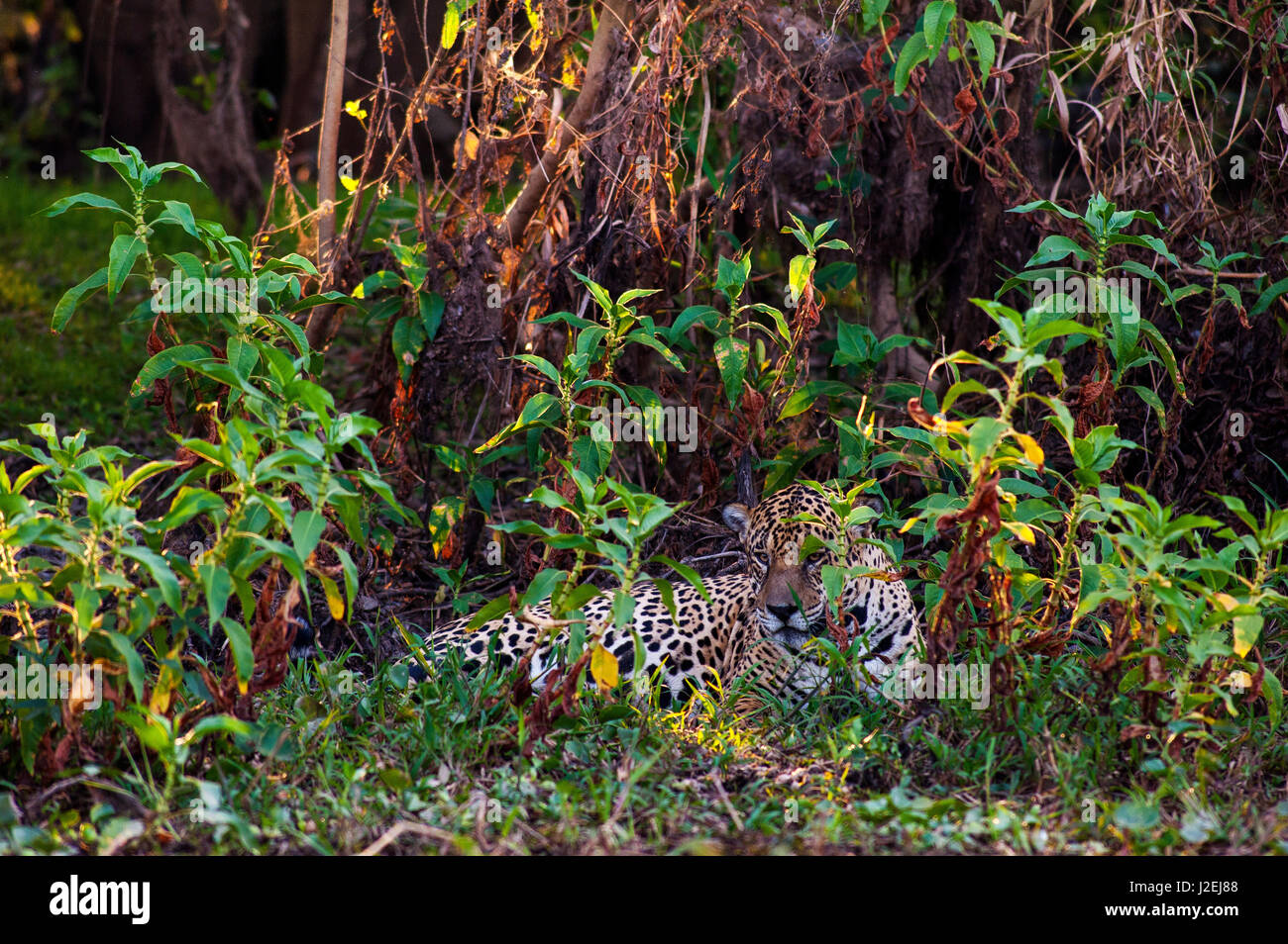 Wild brazil hi-res stock photography and images - Alamy
