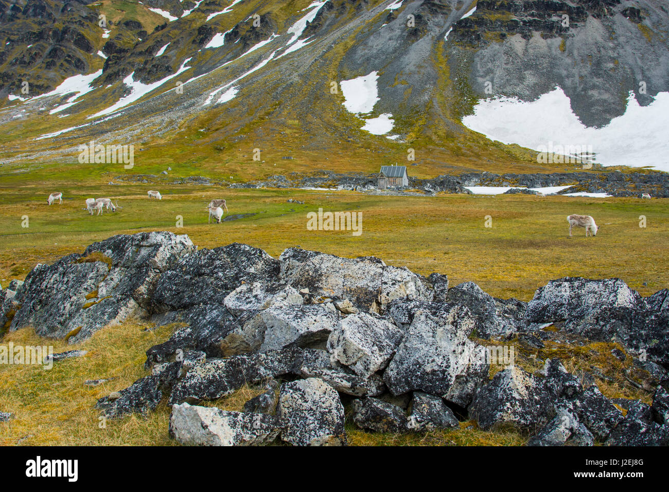 Norway. Svalbard. Bellsund. Varsolbukta. Camp Millar. Svalbard reindeer ...