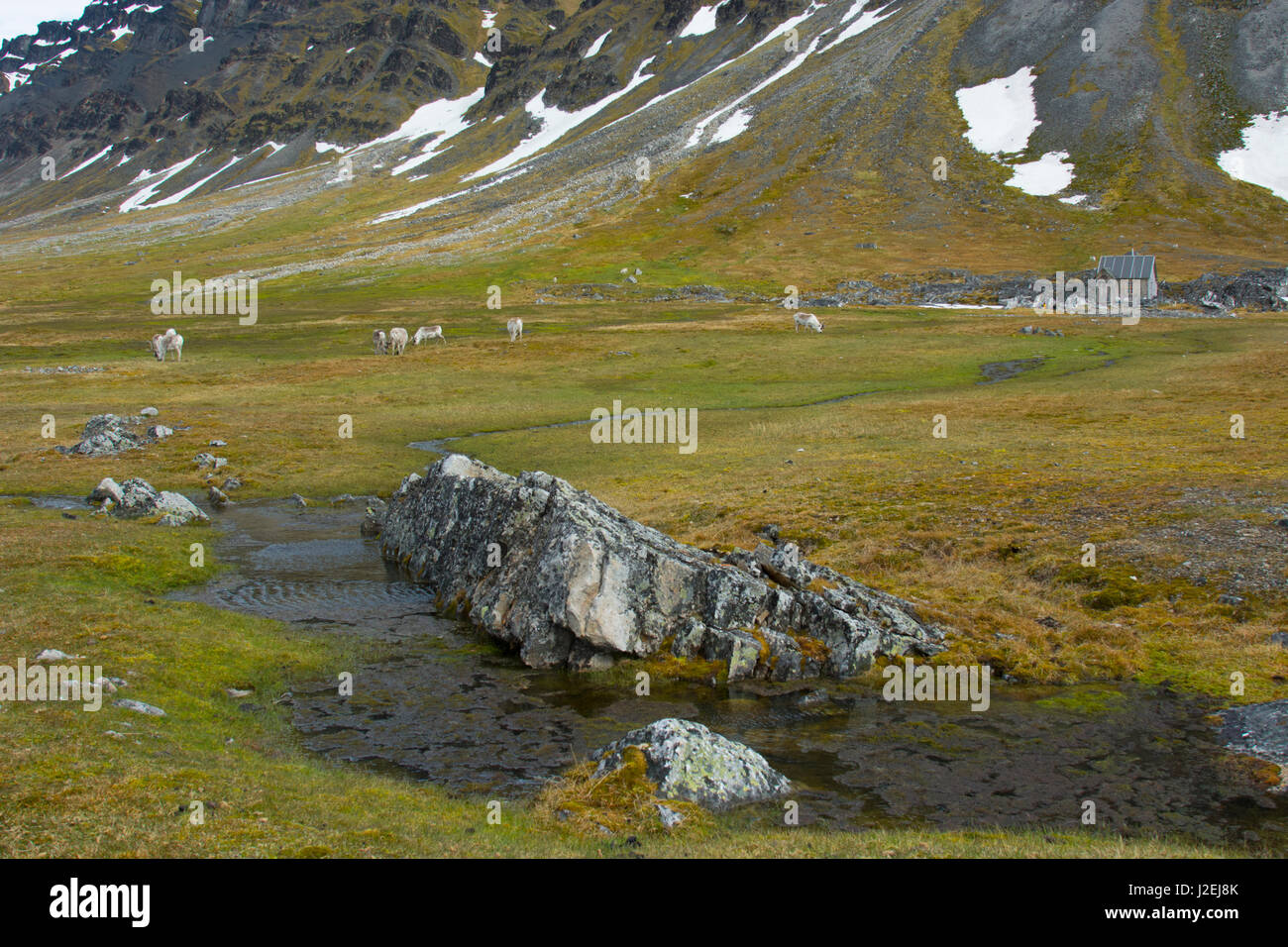 Norway. Svalbard. Bellsund. Varsolbukta. Camp Millar. Svalbard reindeer ...
