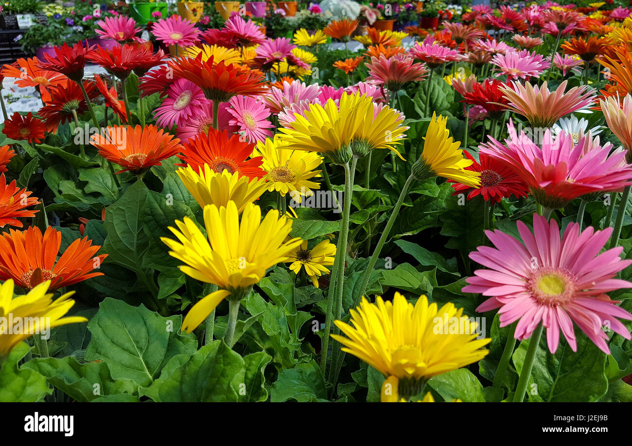 colorful gerbera daisy plants in garden Stock Photo - Alamy