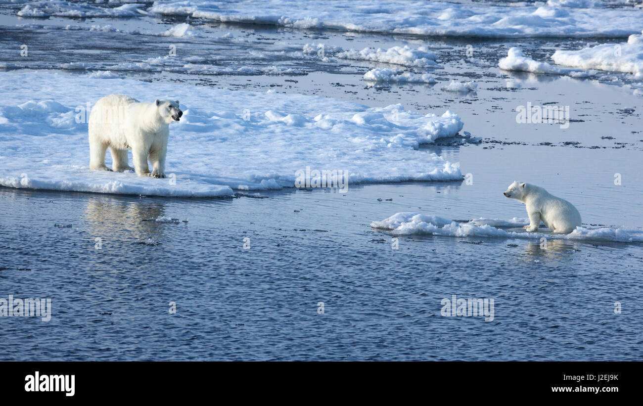 Svalbard. Polar Bears on sea ice Stock Photo - Alamy