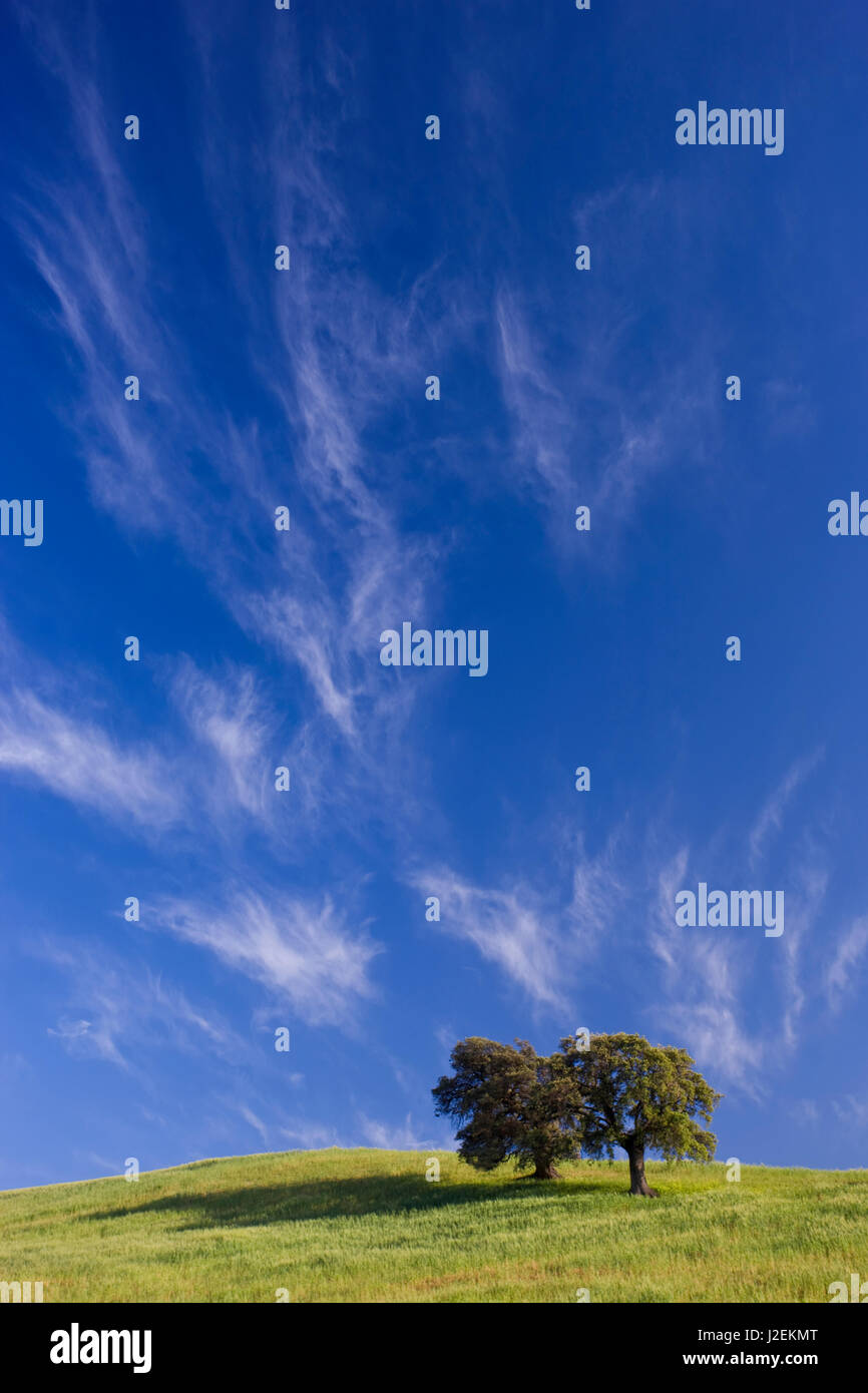 Trees in field on hillside in spring, near Olvera, Andalucia Stock ...