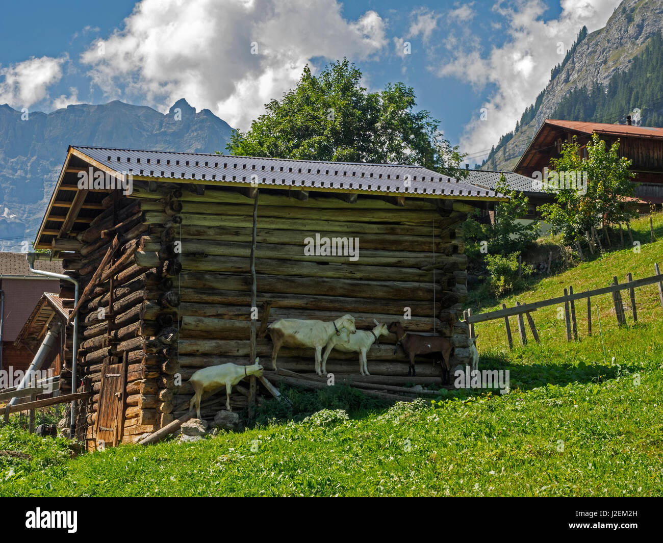 Log barn goats hi-res stock photography and images - Alamy