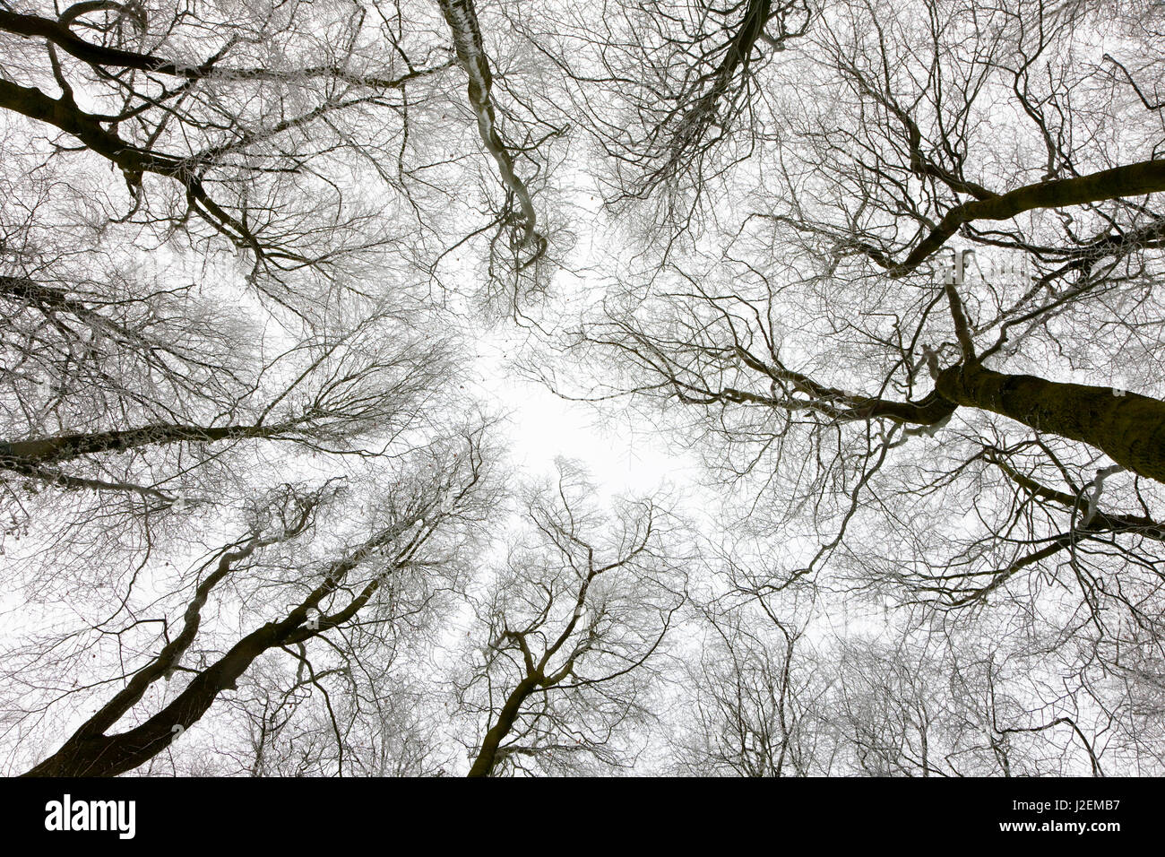Looking up at winter tree canopy, Gloucestershire, England, UK Stock ...