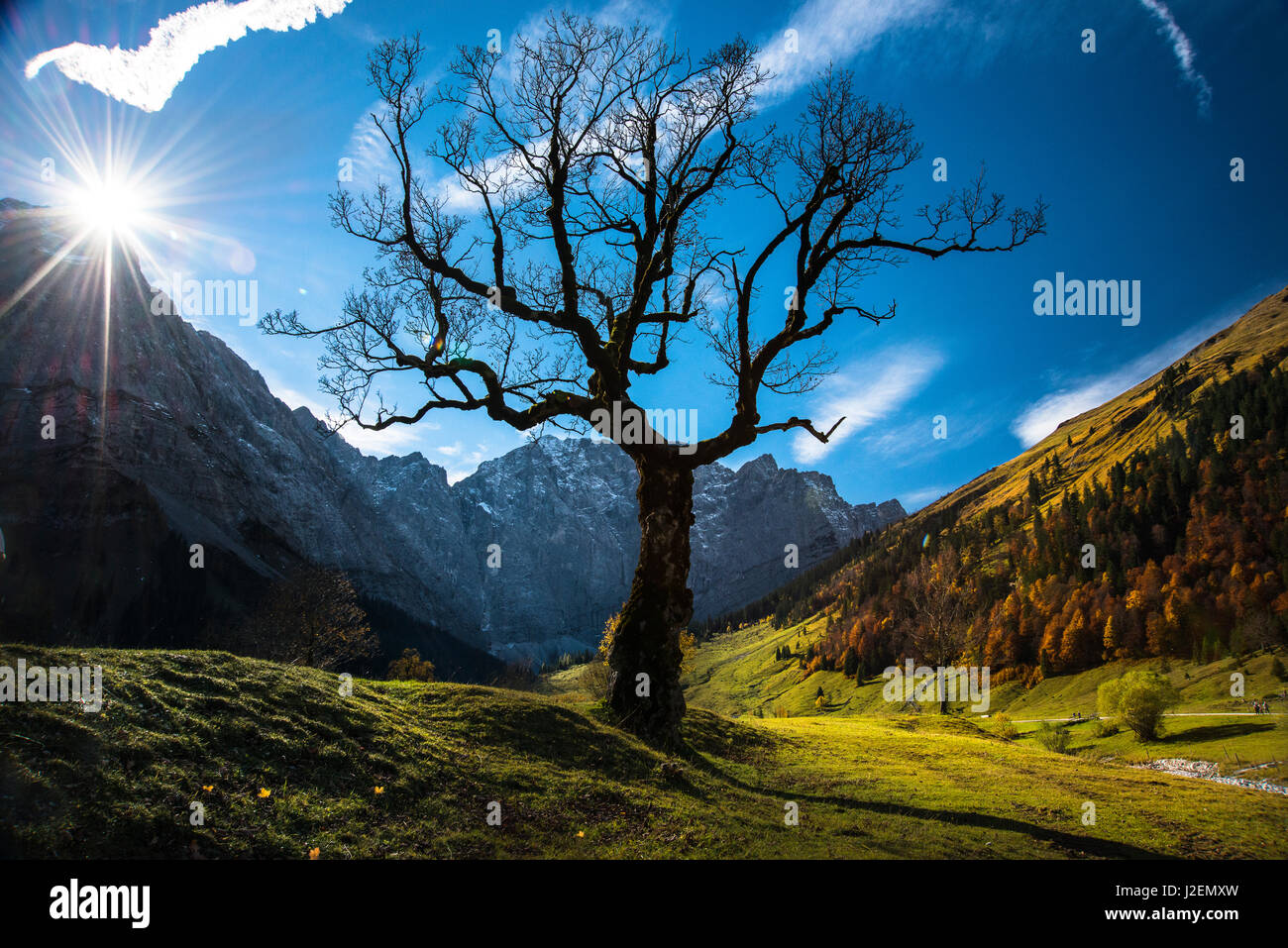 Lone tree with sun rays in mountains with snow and fall colors (Large ...