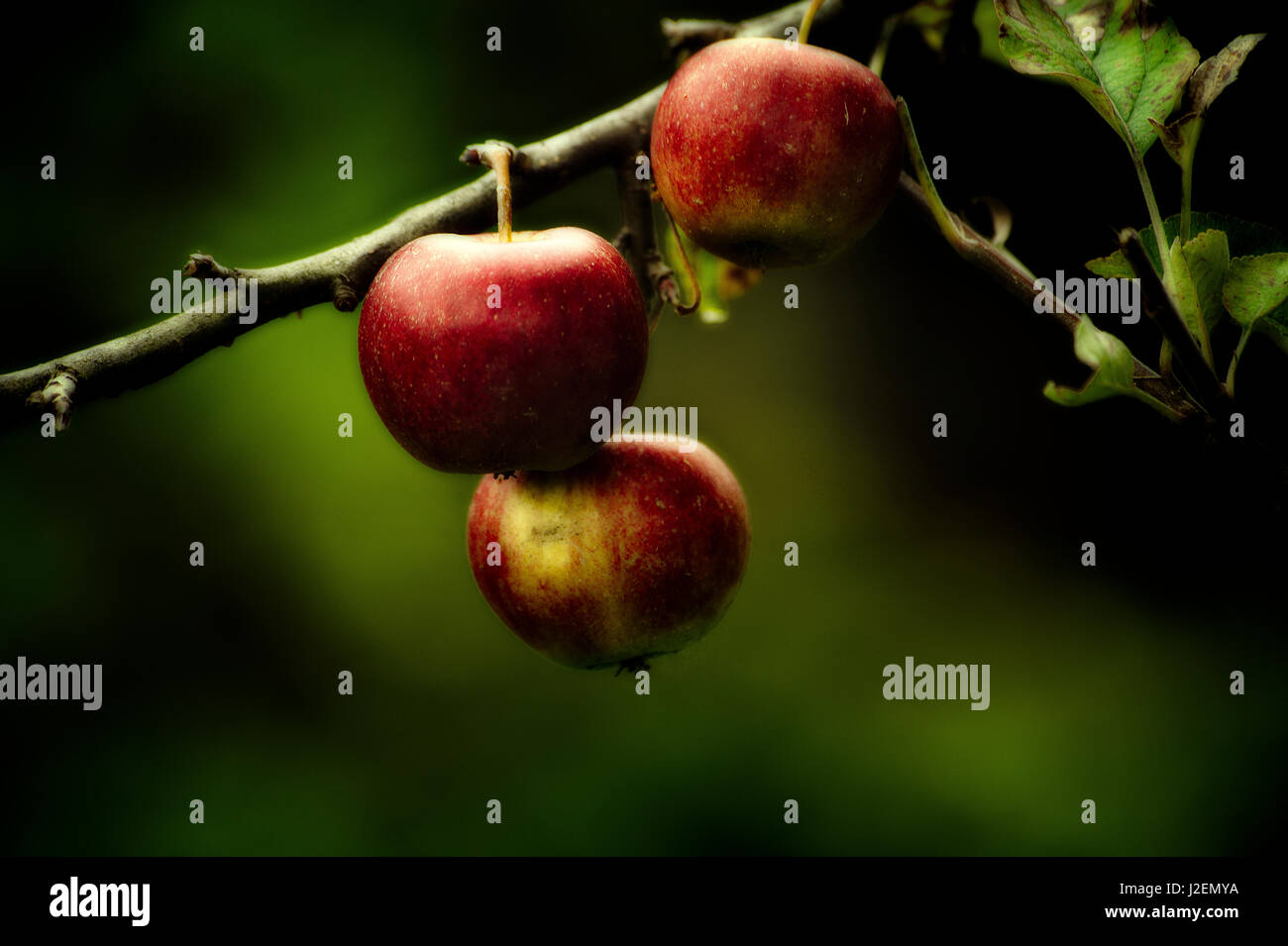 Red apples hanging from branch still-life Stock Photo - Alamy