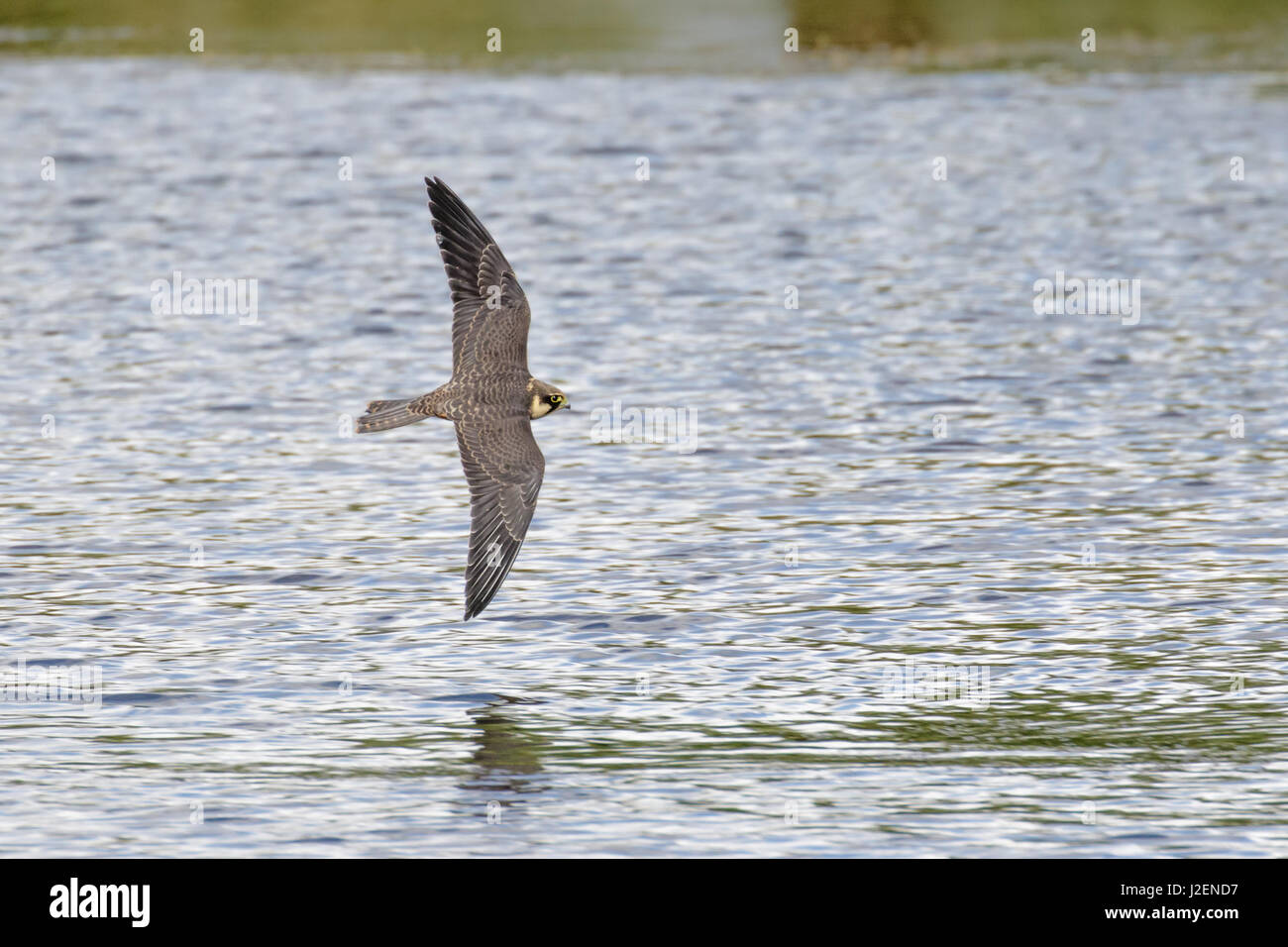 Eurasian Hobby falcon (Falco subbuteo) flying, in flight low across ...