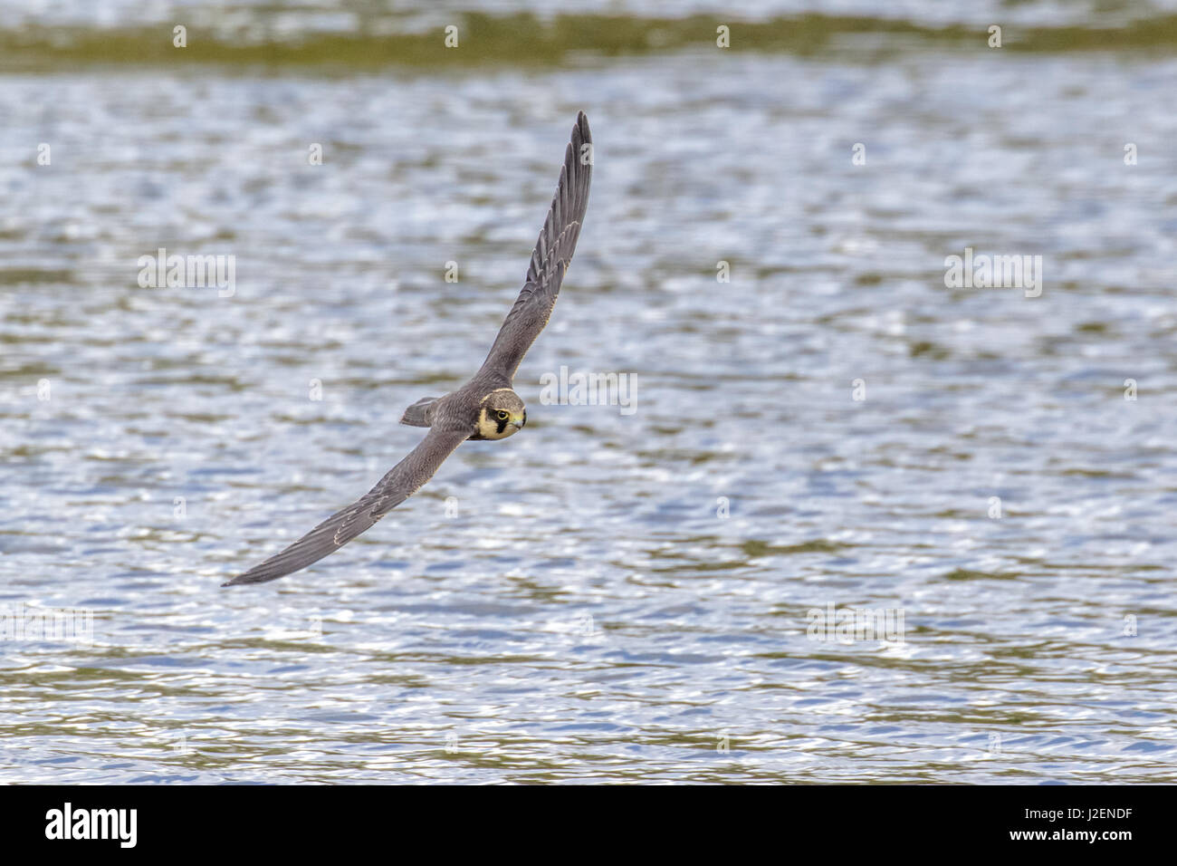 Eurasian hobby in flight hi-res stock photography and images - Alamy