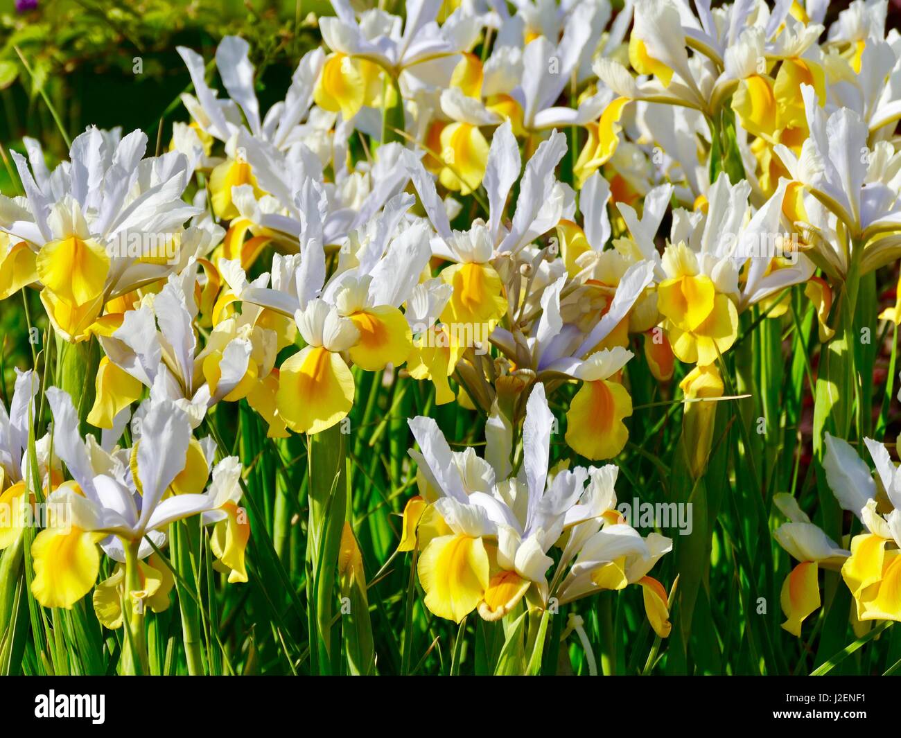 Dutch iris hi-res stock photography and images - Alamy