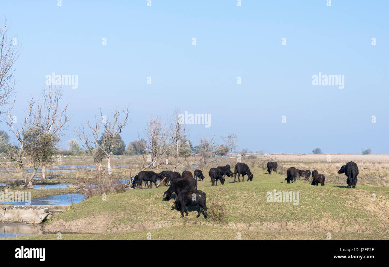 Water Buffalo (Hungarian or pannonian water buffalo, Bubalus arnee ...