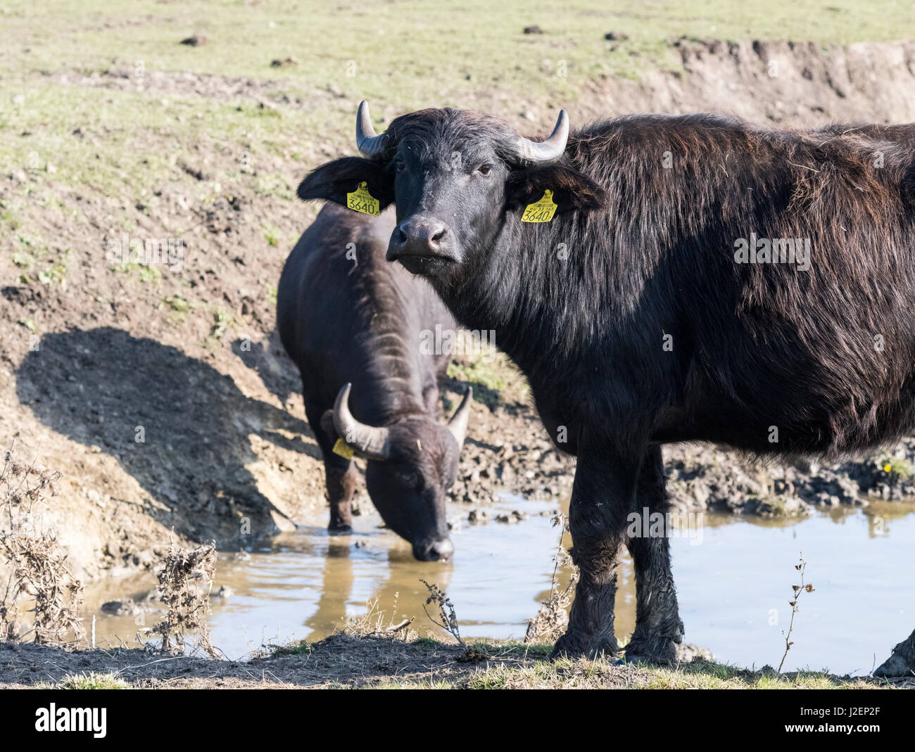 Water Buffalo (Hungarian or pannonian water buffalo, Bubalus arnee ...