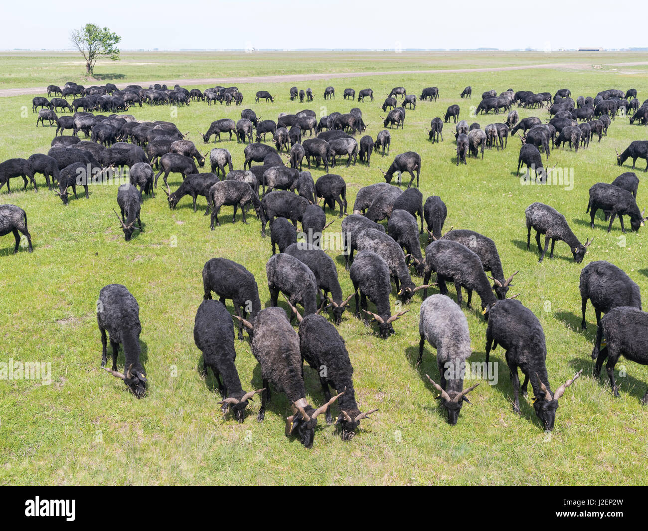 Racka Sheep (Ovis aries strepsiceros Hungaricus), an old rare breed on ...