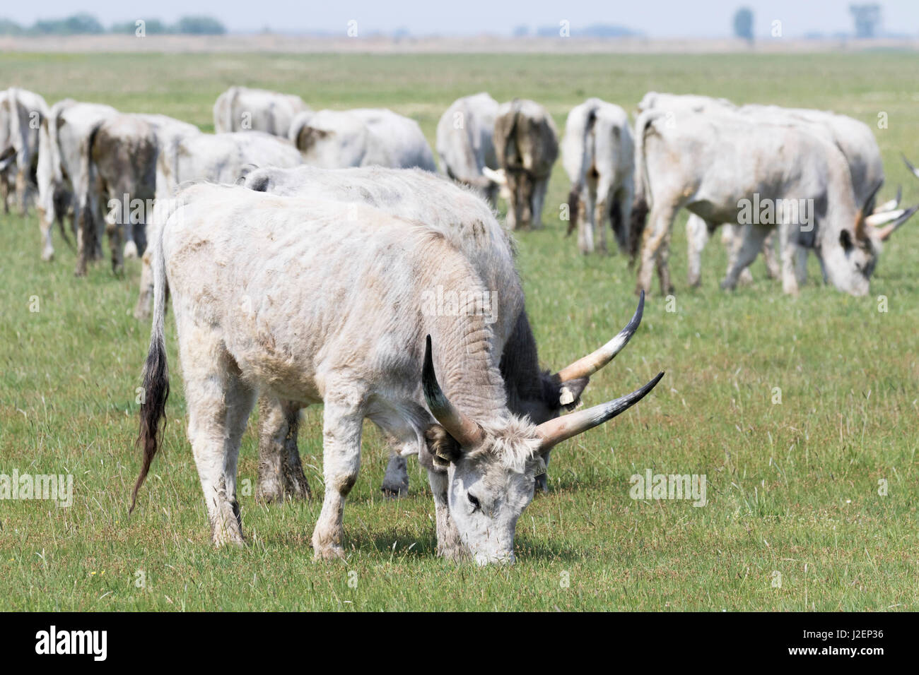 Grey cattle hi-res stock photography and images - Alamy