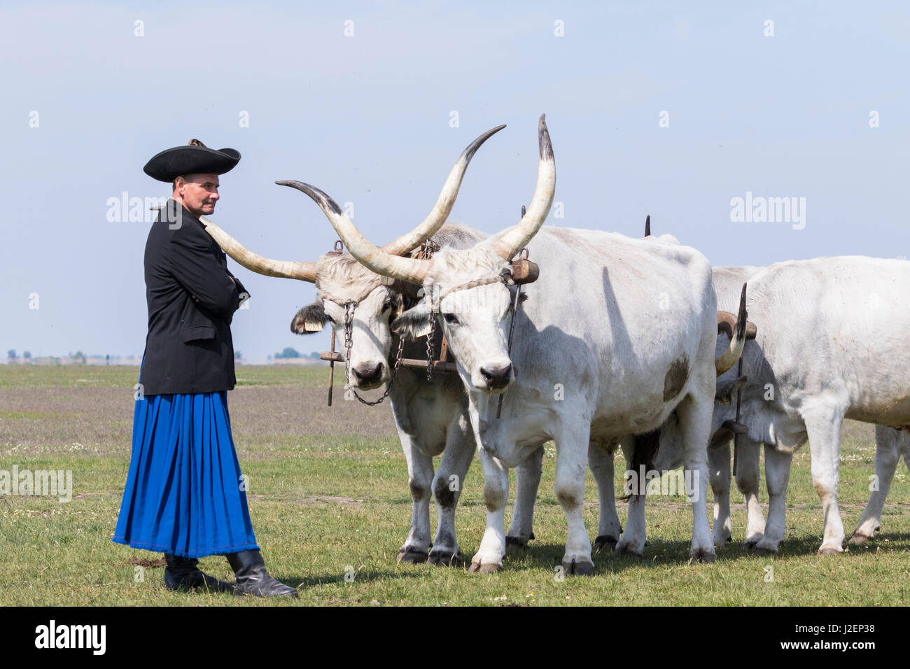 Hungarian Grey Cattle (bos primigenus hungaricus), old and hardy rare ...